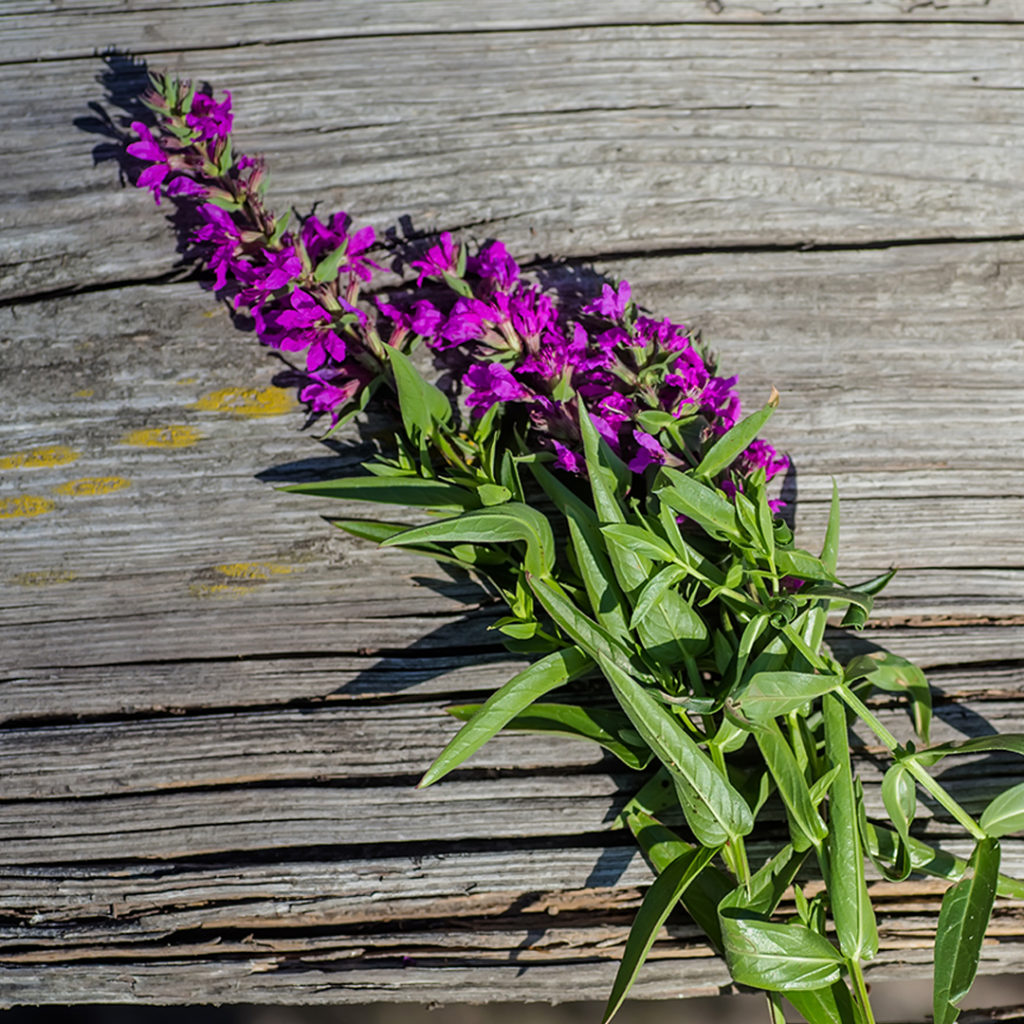 Shaping treatment wrap - Esteticare EN